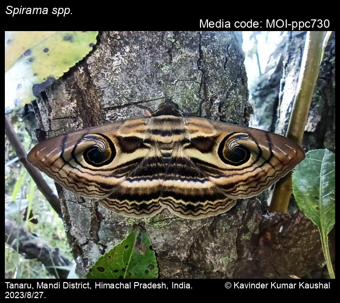 Spirama spp. | Moths